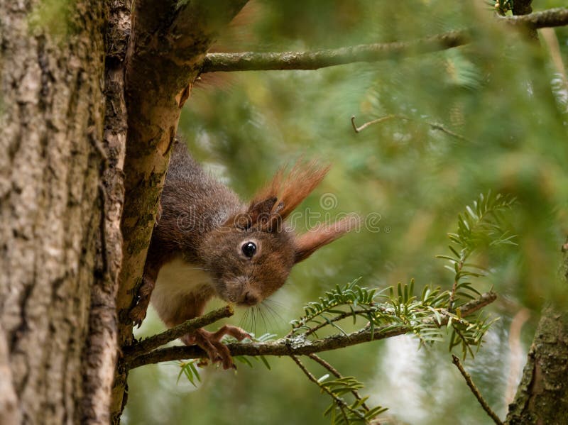As Squirrel Sit on a Tree and Looking Around the Corner at Spring Stock ...