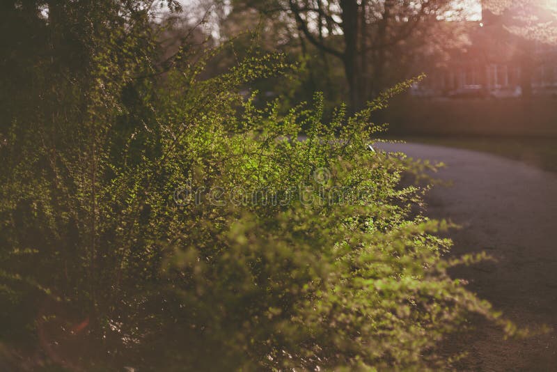 The Setting Sun Casts Light through a Bush Stock Image - Image of bloom ...