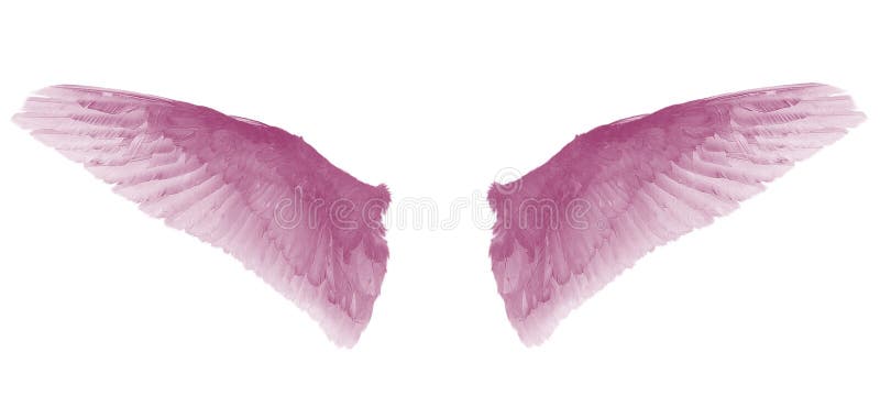 Asas Rosa do Paraíso foto de stock. Imagem de deslize - 1457118