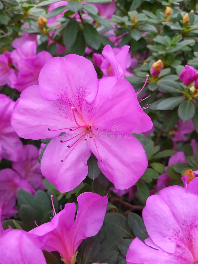 Asalia Lilac Stock Photos - Free & Royalty-Free Stock Photos from ...