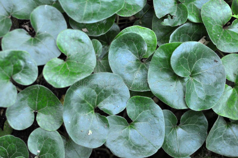 Asarum Europaeum Grows in the Forest Stock Photo - Image of closeup ...