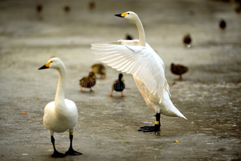 Asas brancas da cisne foto de stock. Imagem de material - 23605236