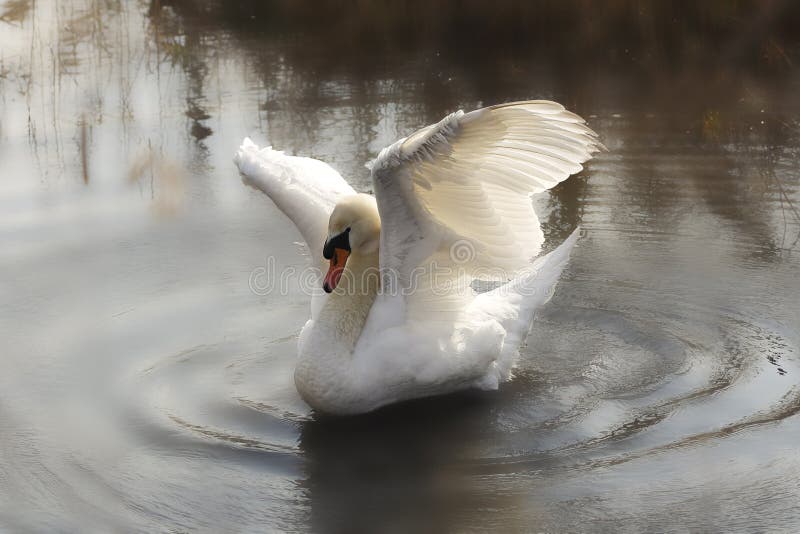 Asas da cisne a voar imagem de stock. Imagem de tranquilo - 65819573