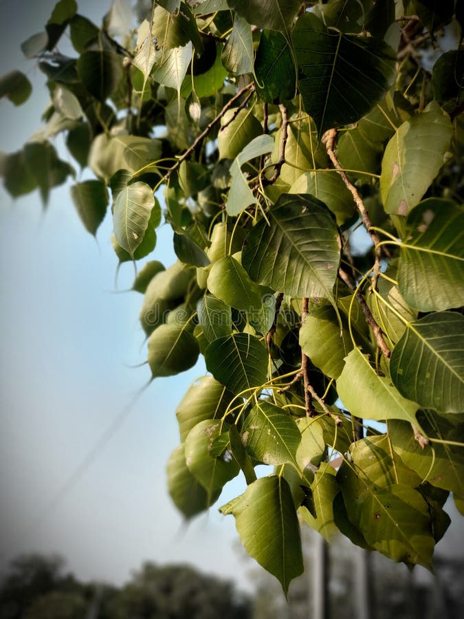 Asathu Boo Tree Leaf Sri Lanka Stock Photo - Image of leaf, asathu ...