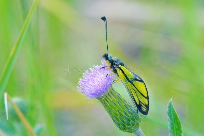 Ascalaphus sibiricus stock photo. Image of yellow, butterfly - 271864882