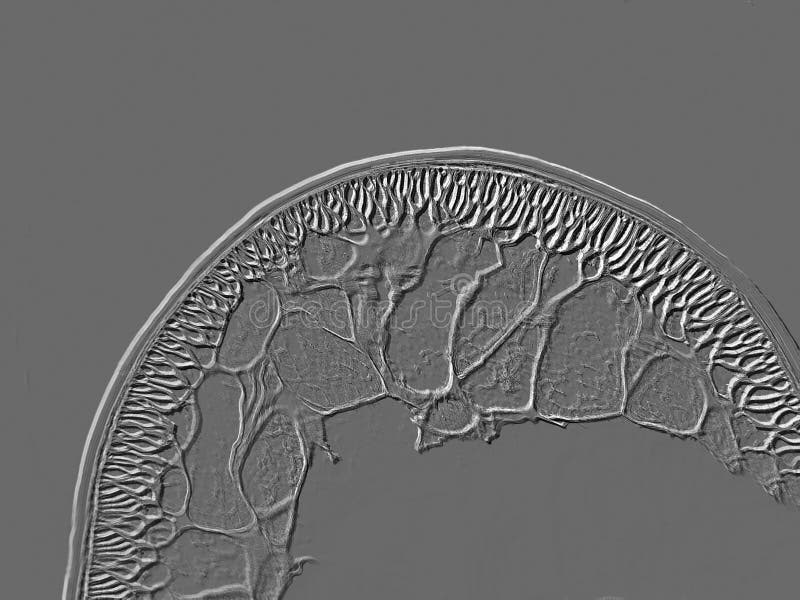 Ascaris cuticle 100X stock image. Image of worm, female - 17115133