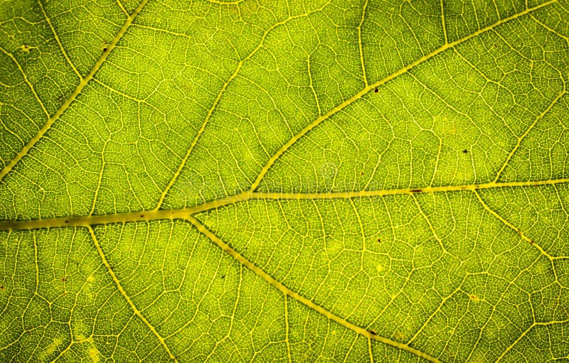 Texturas naturales imagen de archivo. Imagen de hoja - 54684287