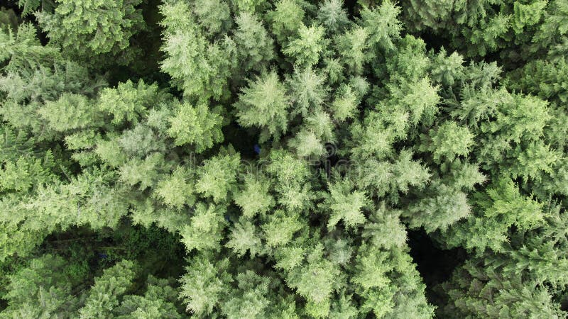 Ascending Above the Trees To View an Entire Cottage on a Lake ...