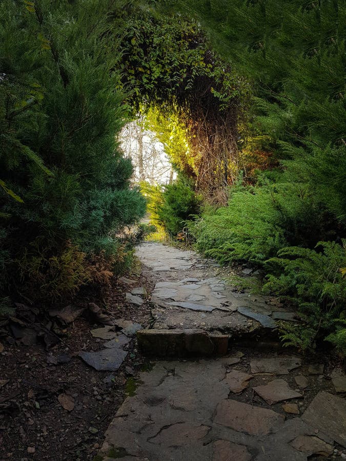 Ascending Path through the Vegetation Towards the Light Stock Image ...
