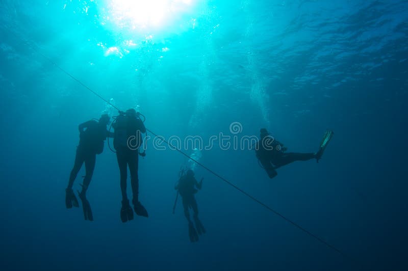 Ascending Scuba Divers stock photo. Image of coral, bottom - 17440350