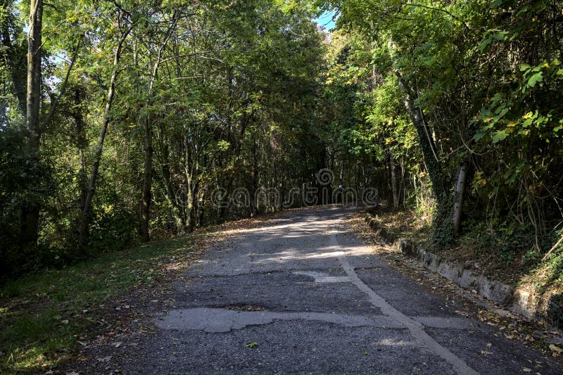 Ascending Shady Road in a Forest on a Mountain with Trees Arching on it ...