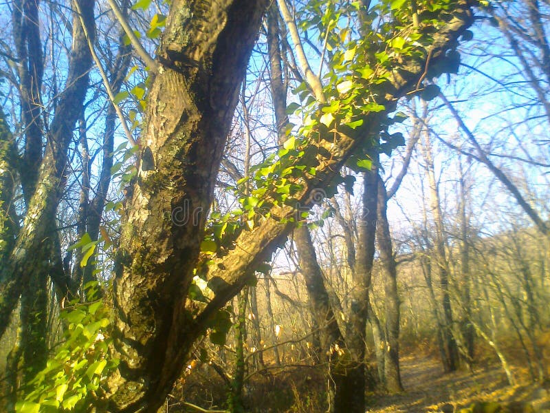 Ascending tree stock image. Image of green, tree, growing - 93498935