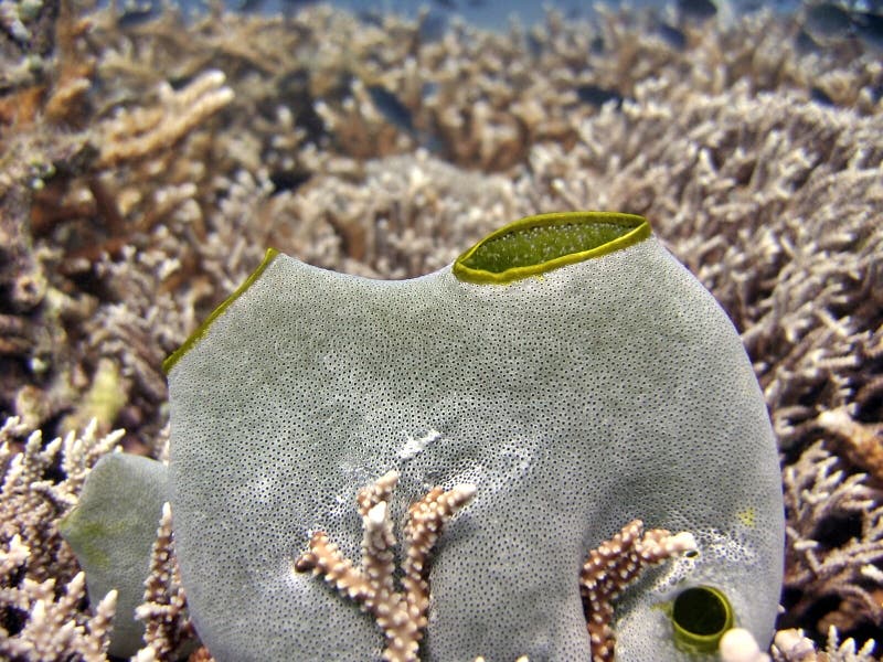 Sea squirt stock image. Image of animal, vacations, bottom - 1790043