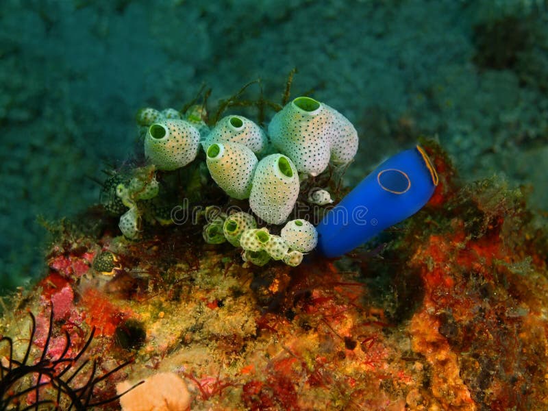 Ascidie fotografia stock. Immagine di subacqueo, acqua - 48766310