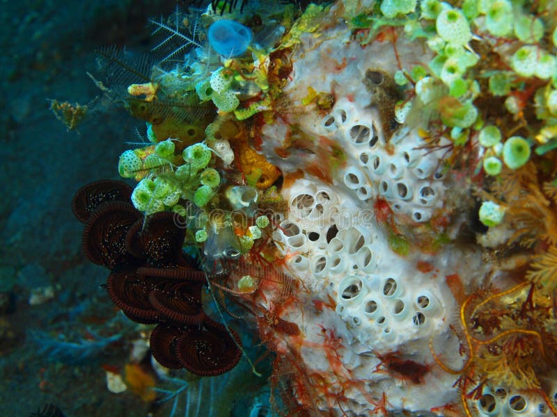 Ascidie fotografia stock. Immagine di subacqueo, acqua - 48766310