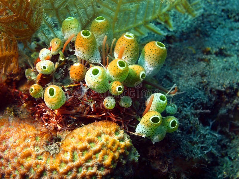 Ascidie fotografia stock. Immagine di subacqueo, acqua - 48766310