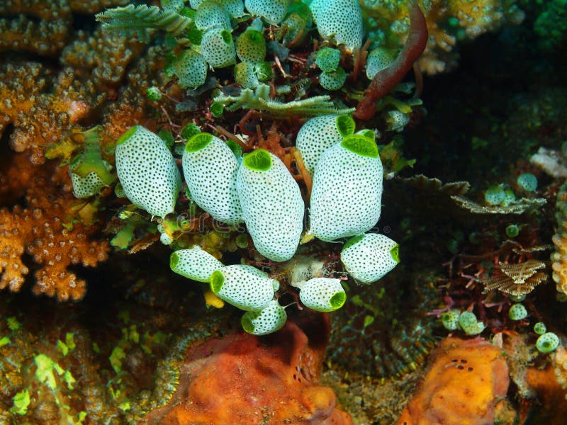 Ascidie fotografia stock. Immagine di subacqueo, acqua - 48766310