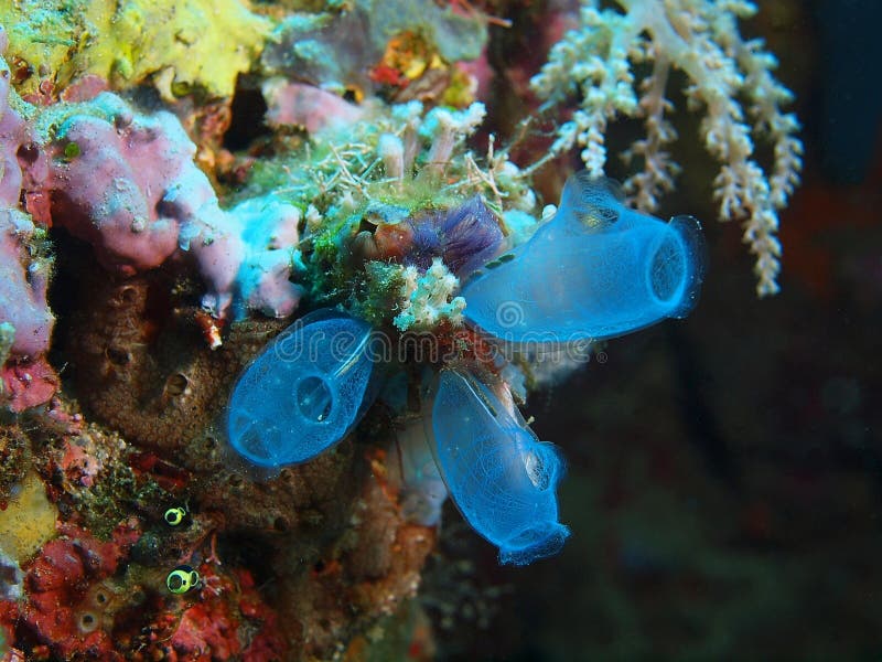 Ascidie immagine stock. Immagine di tropico, subacqueo - 143215235