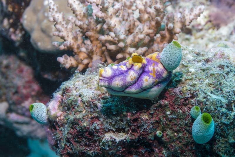 Ascidie fotografia stock. Immagine di subacqueo, acqua - 48766310