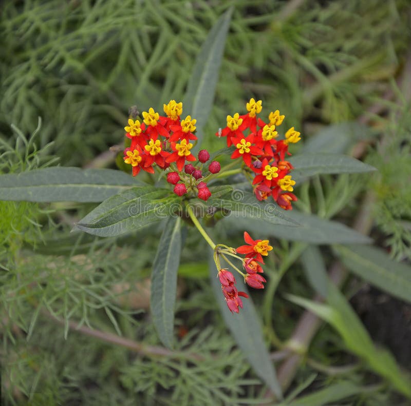 Asclepias Silky Deep Red in a Flower Border Stock Photo - Image of ...