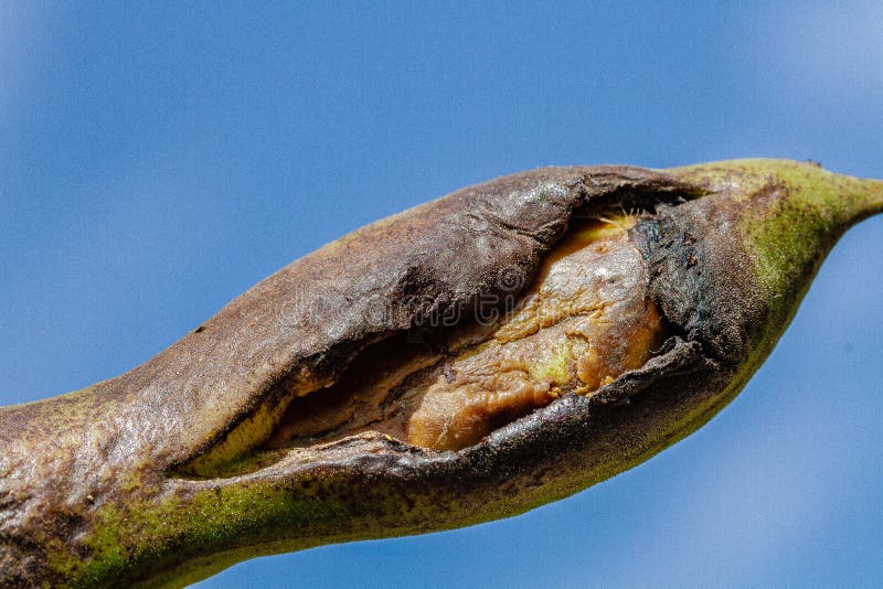 Ascochyta Blight on Bean Pod Stock Image - Image of gousse, legume ...