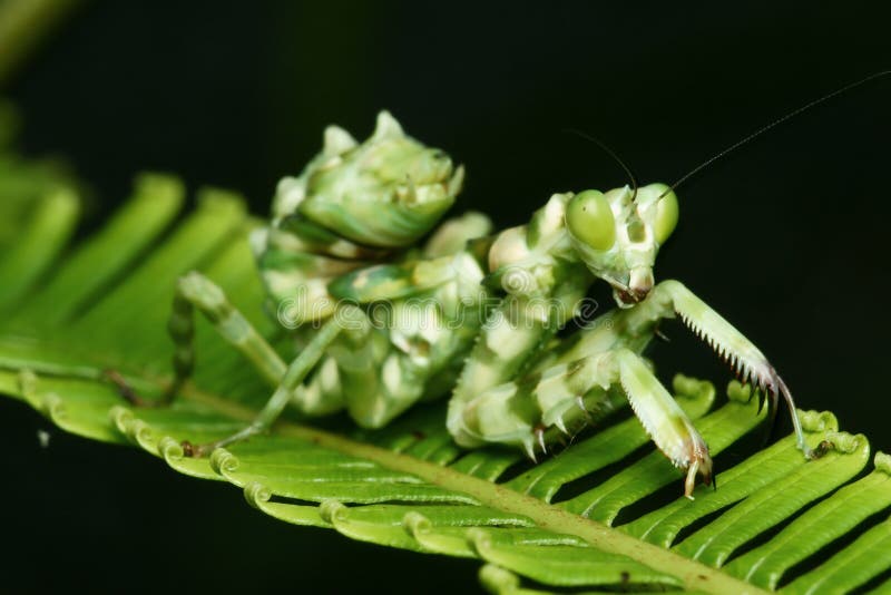 Flower Mantis stock image. Image of flower, mantid, extraterrestial ...