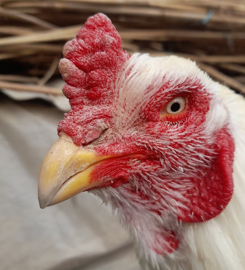 Aseel White Rooster Qandhari Breed Stock Photo - Image of aseel, white ...