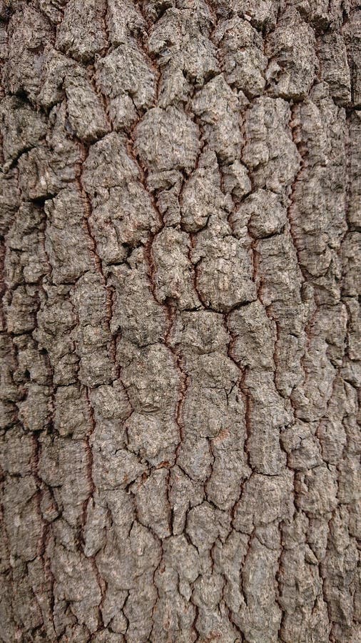 Asem Jawa Tree Stock Photos - Free & Royalty-Free Stock Photos from ...