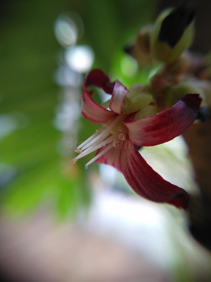 Asem Kecut Stock Photos - Free & Royalty-Free Stock Photos from Dreamstime