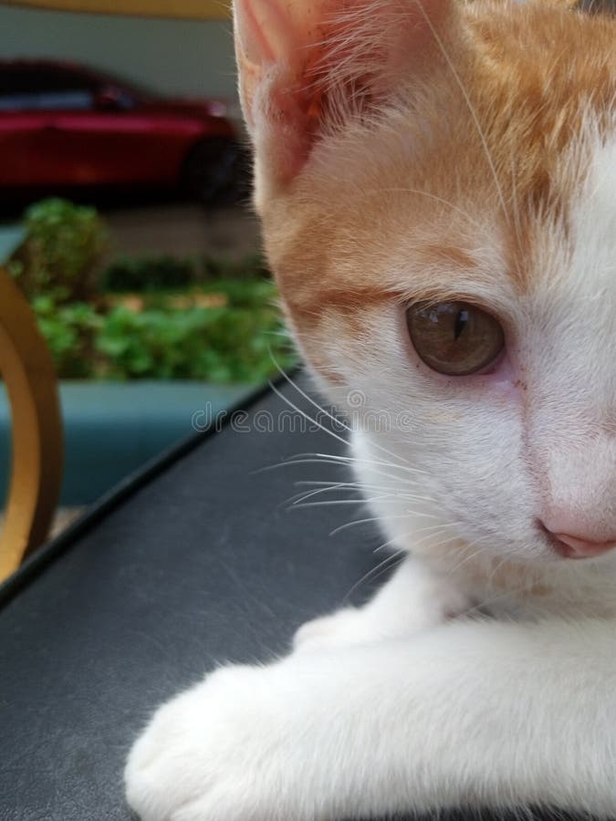 Asep catty stock photo. Image of catty, love, cute, asep - 263919402