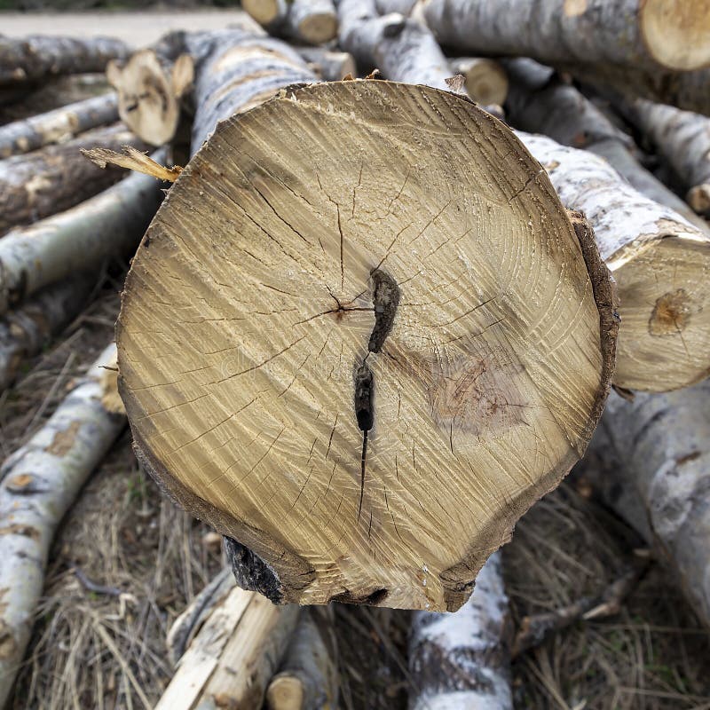 Aserrado de madera foto de archivo. Imagen de redondo - 221183840