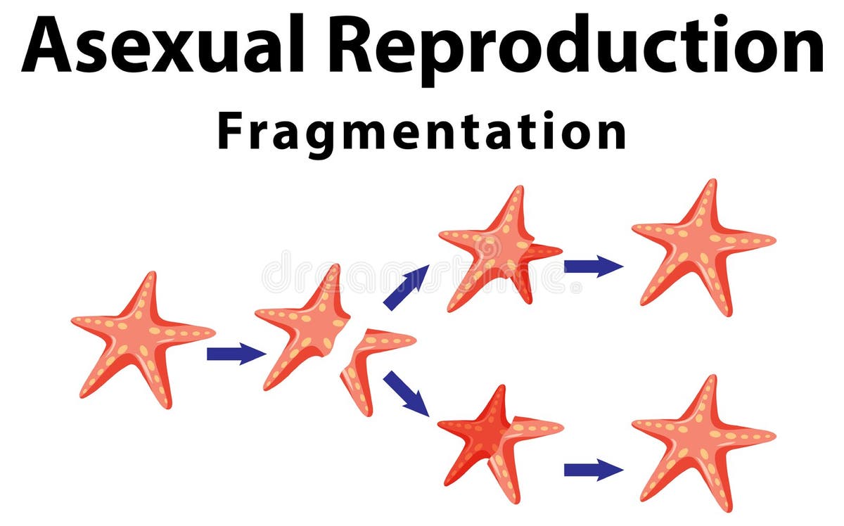 Asexual Reproduction Starfish Stock Illustrations – 6 Asexual ...