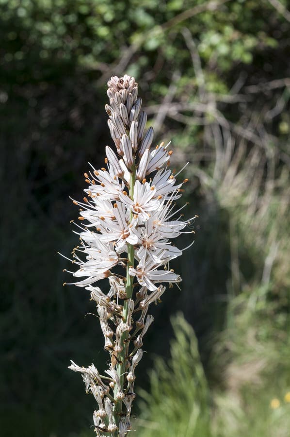 Asfodelo Bianco Che Cresce Nelle Colline Pedemontana Del Apennines ...