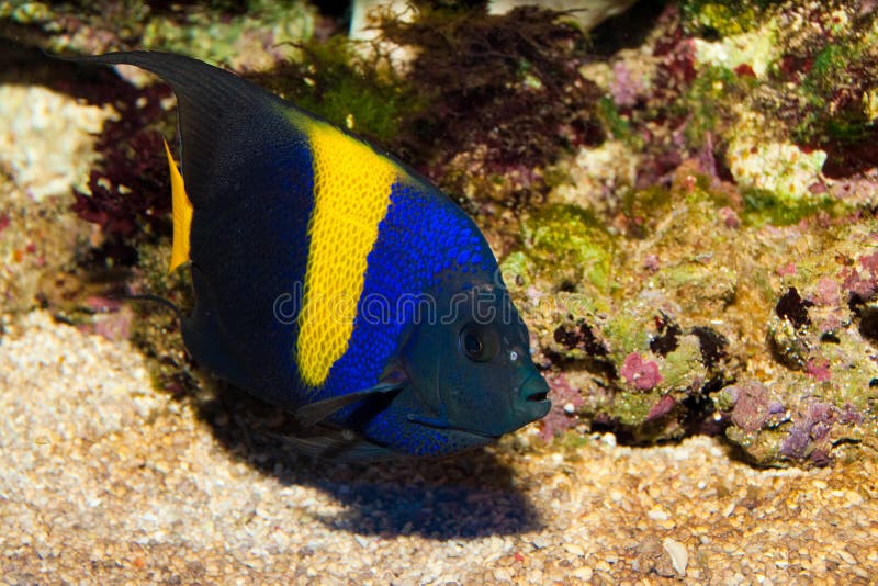 Asfur Angelfish (Pomacanthus Asfur) in Aquarium Stock Image - Image of ...