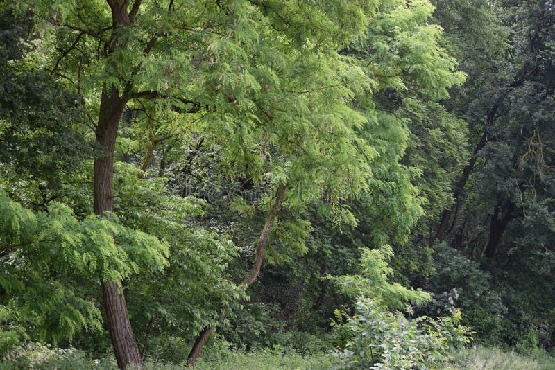 Ash As a Sub-tree in a Mixed Forest Stock Image - Image of forest, edge ...