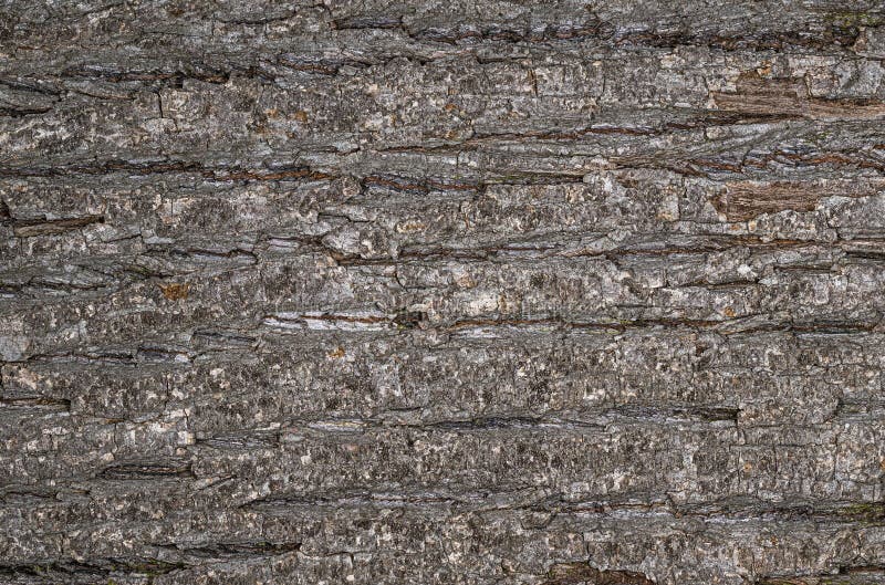 Ash bark texture stock photo. Image of flora, tree, nature - 275627602