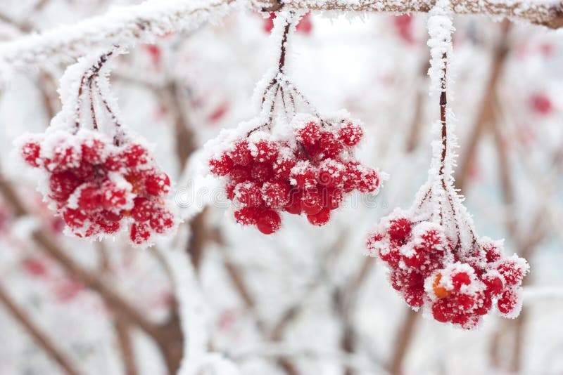 Red Berries with Snow on Them by Lake Stock Image - Image of frozen ...