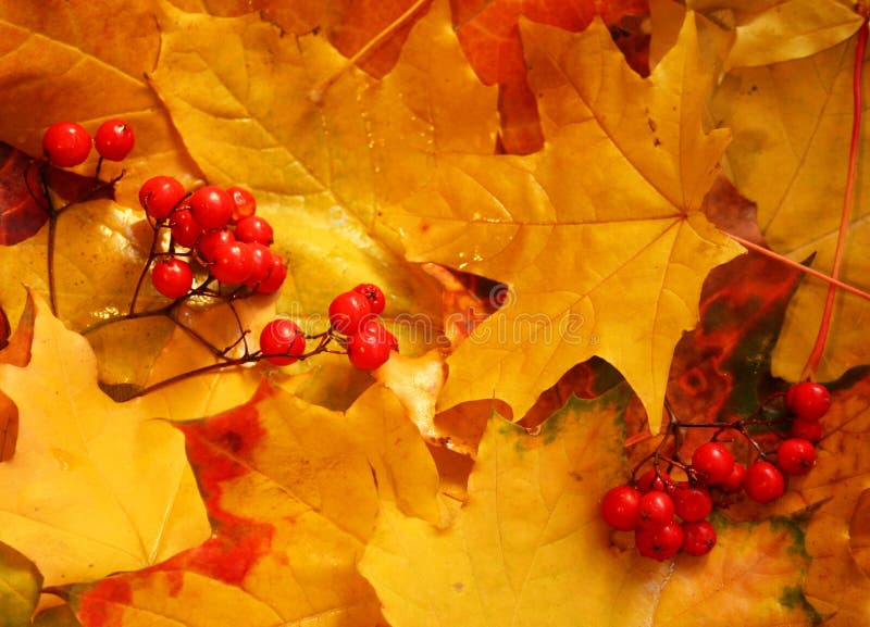 Ash Berry Clusters on Autumn Yellow Maple Leaves Stock Image - Image of ...