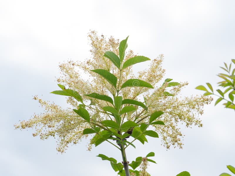Ash Branch Full of Flowers and Leaves . White Background Stock Photo ...