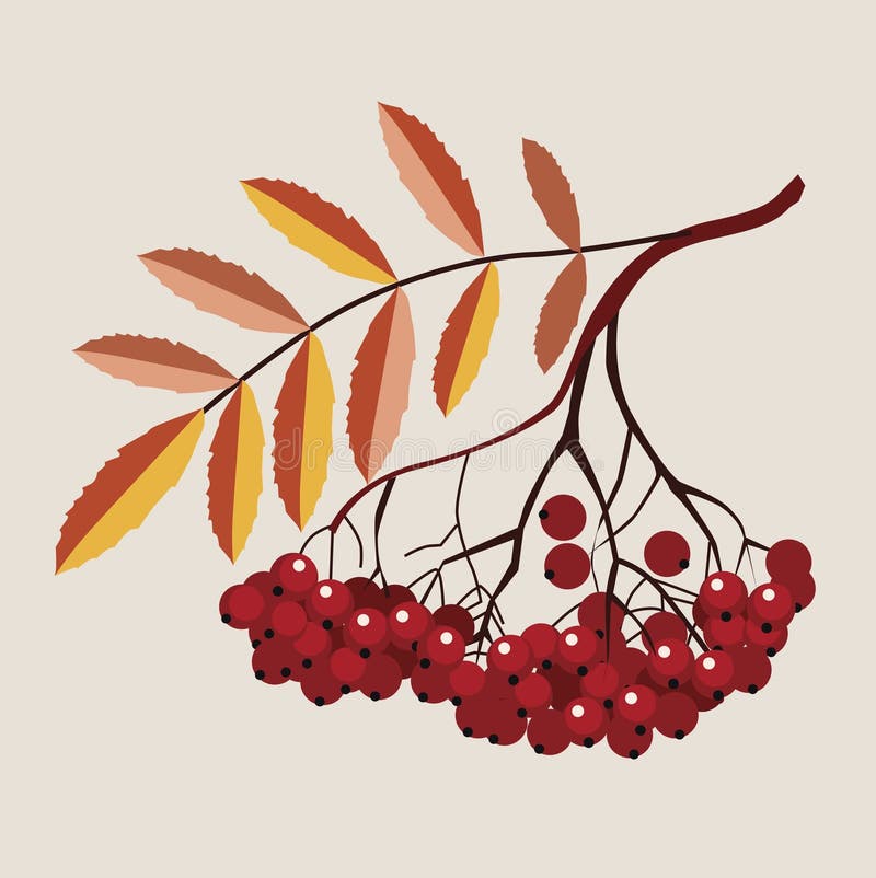 Mountain Ash Branch with Mature Berries Stock Vector - Illustration of ...