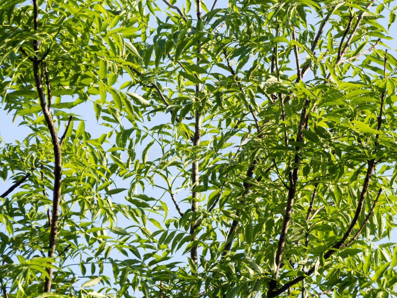 Ash Branches on the Blue Sky Background Stock Photo - Image of natural ...