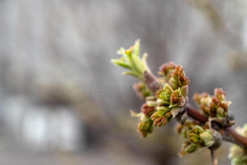 Ash buds stock photo. Image of landscape, nature, flora - 380604520