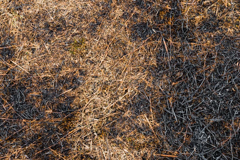 Ash Burned Dry Grass Land Ground Texture Background Carbon CO2 Stock ...