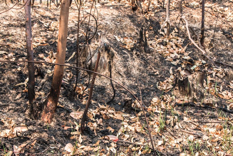 Ash and Burned Tree after Fire. Stock Photo - Image of natural, heat ...