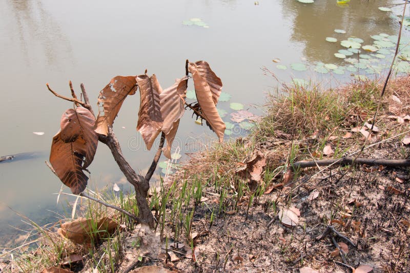 Ash and Burned Tree after Fire. Stock Image - Image of ecology, ground ...