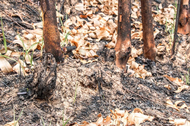 Ash and Burned Tree after Fire. Stock Photo - Image of global ...