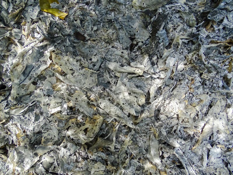 Ash Burning Dry Leaves Texture Stock Image - Image of wall, stonewall ...