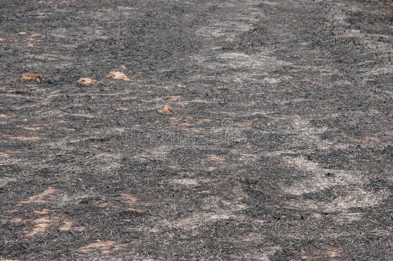 Ash stock photo. Image of equipment, farm, landscape - 44185650