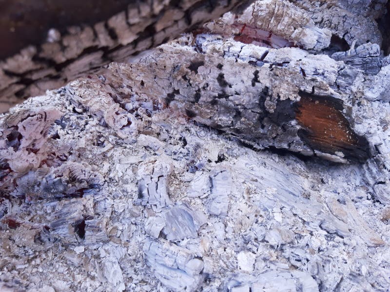 Ash from a Burnt Tree Lies in Pieces on the Ground Stock Photo - Image ...