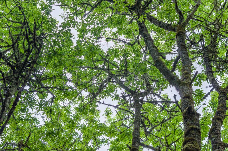 411 Ash Canopy Stock Photos - Free & Royalty-Free Stock Photos from ...